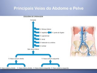 anatomia dos vasos do torax e abdome Vascularização do Tronco 2.pdf