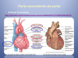 anatomia dos vasos do torax e abdome Vascularização do Tronco 2.pdf