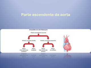 anatomia dos vasos do torax e abdome Vascularização do Tronco 2.pdf