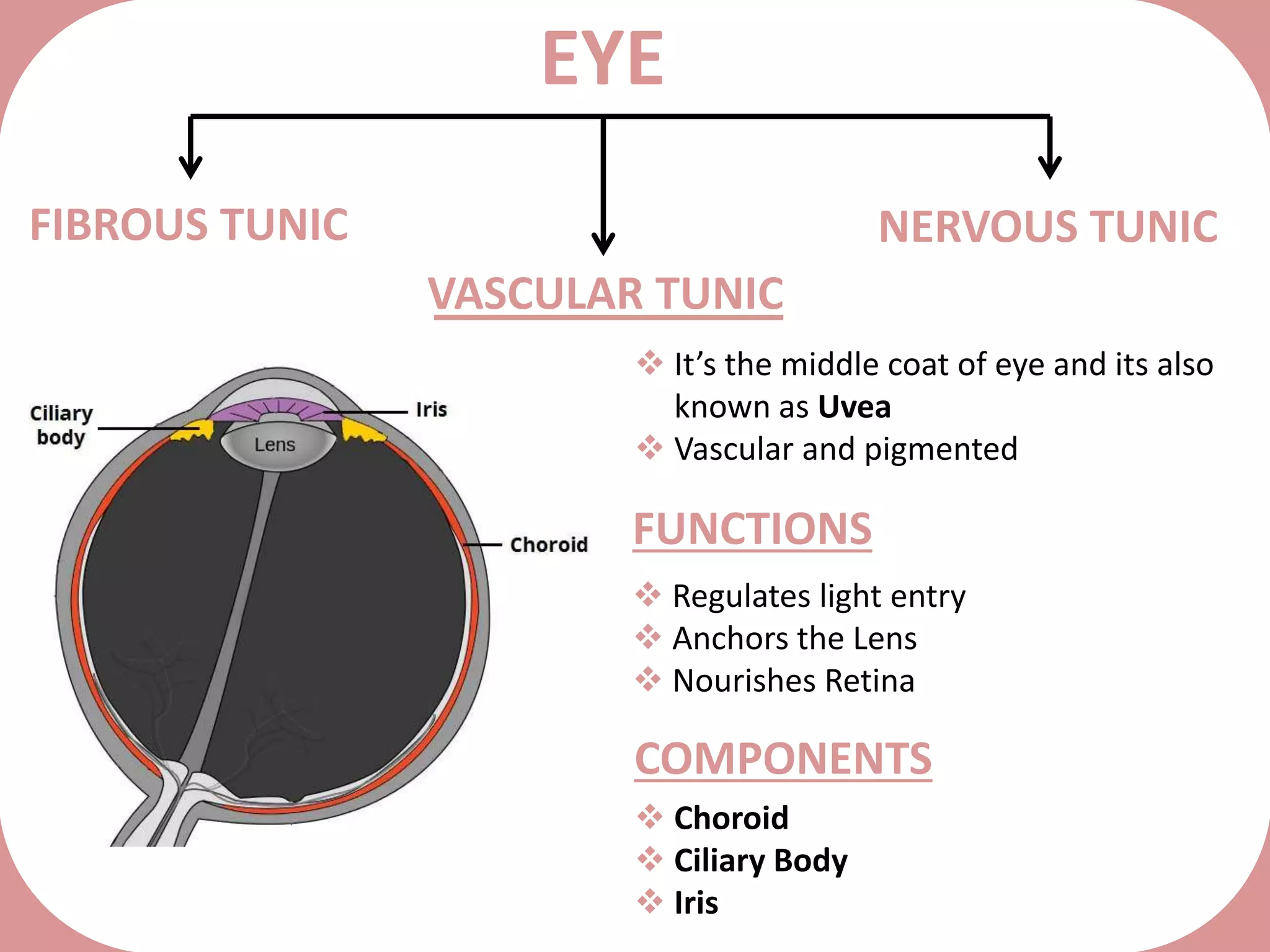 Vascular layer of the eye | PPTX