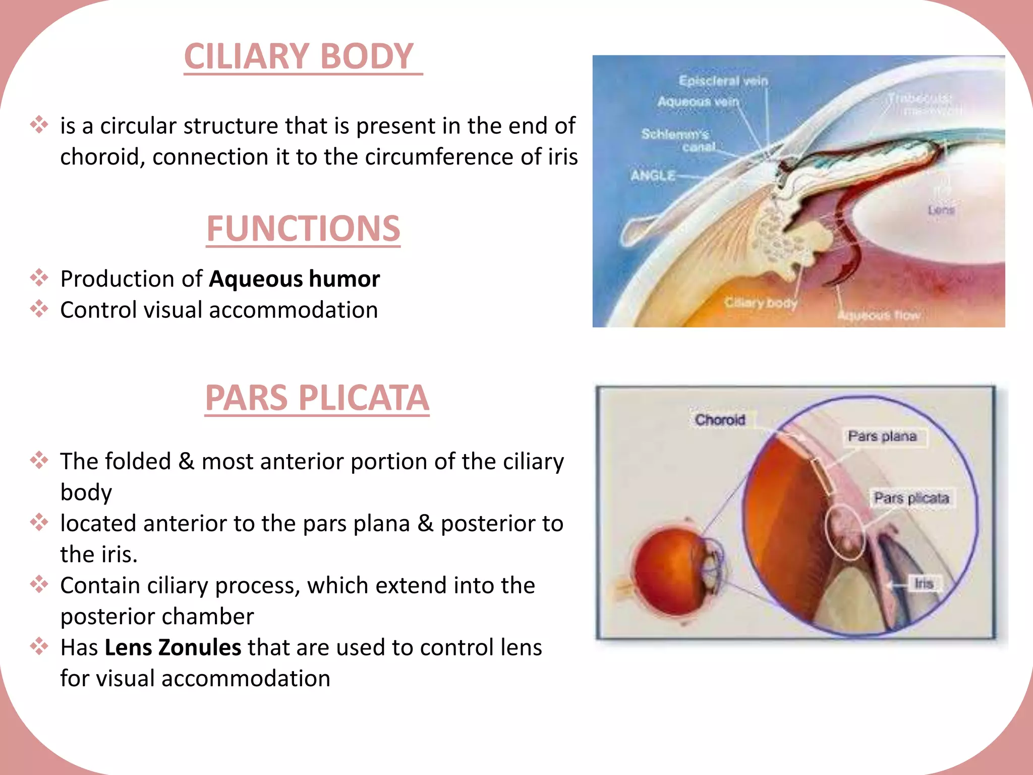 Vascular layer of the eye | PPTX