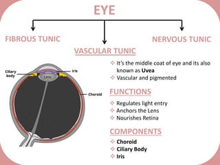 Vascular layer of the eye | PPTX