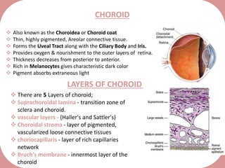 Vascular layer of the eye | PPTX
