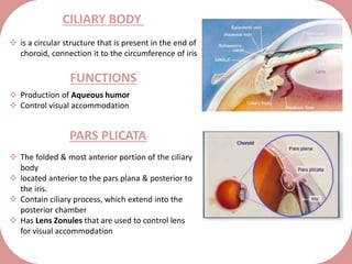 Vascular layer of the eye | PPTX