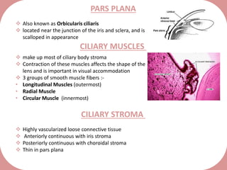 Vascular layer of the eye | PPTX