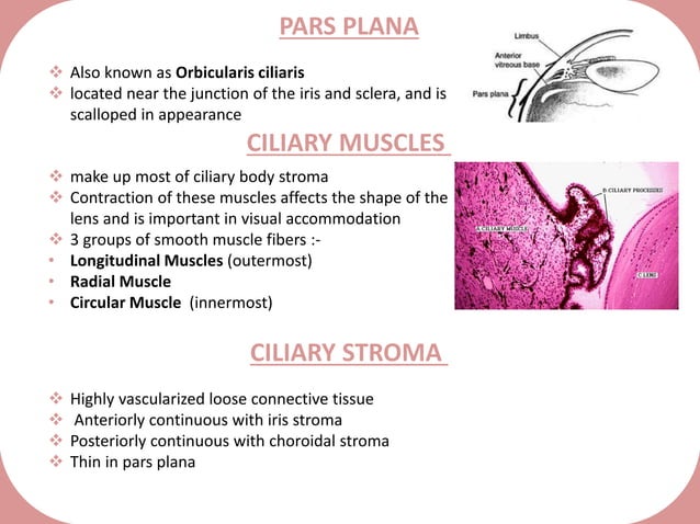 Vascular layer of the eye | PPTX