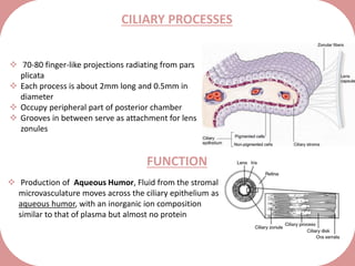 Vascular layer of the eye | PPTX