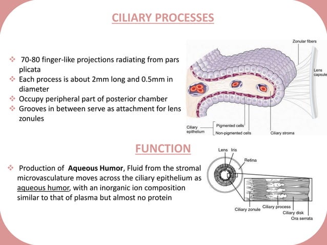 Vascular layer of the eye | PPTX