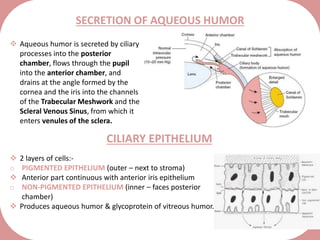 Vascular layer of the eye | PPTX