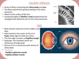 Vascular layer of the eye | PPTX