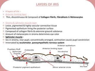 Vascular layer of the eye | PPTX