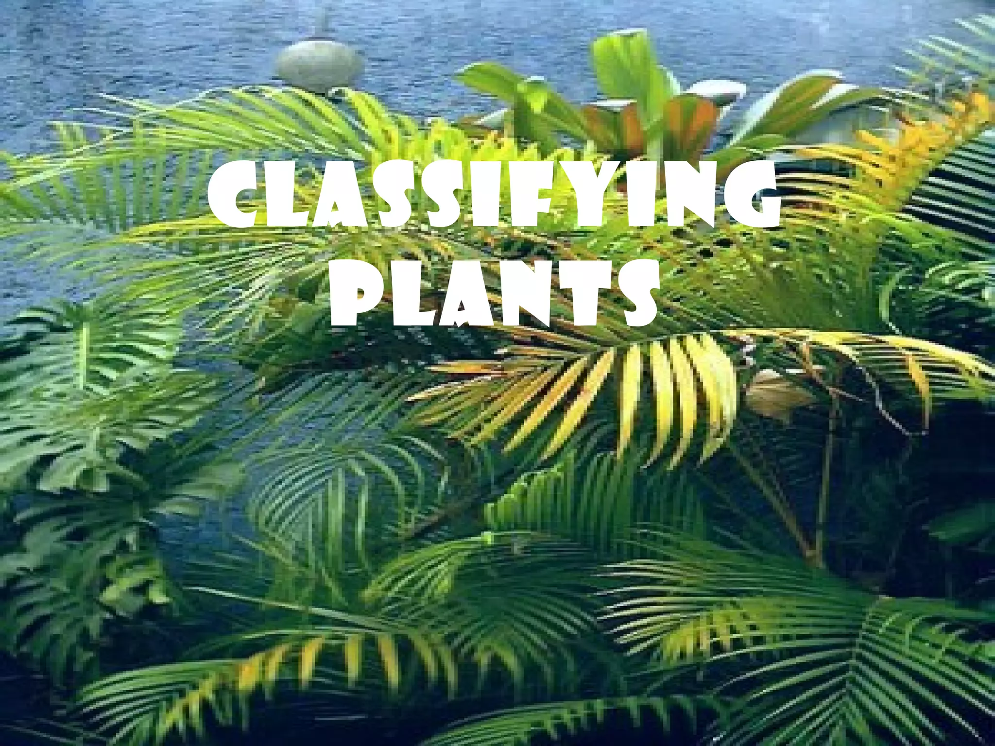 Vascular nonvascular plants | PPT