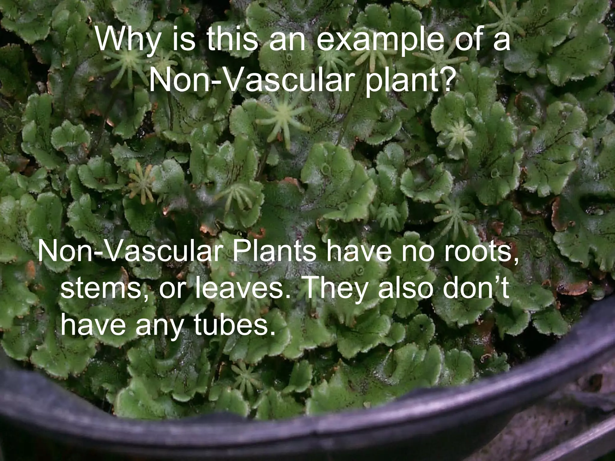 Vascular nonvascular plants | PPT