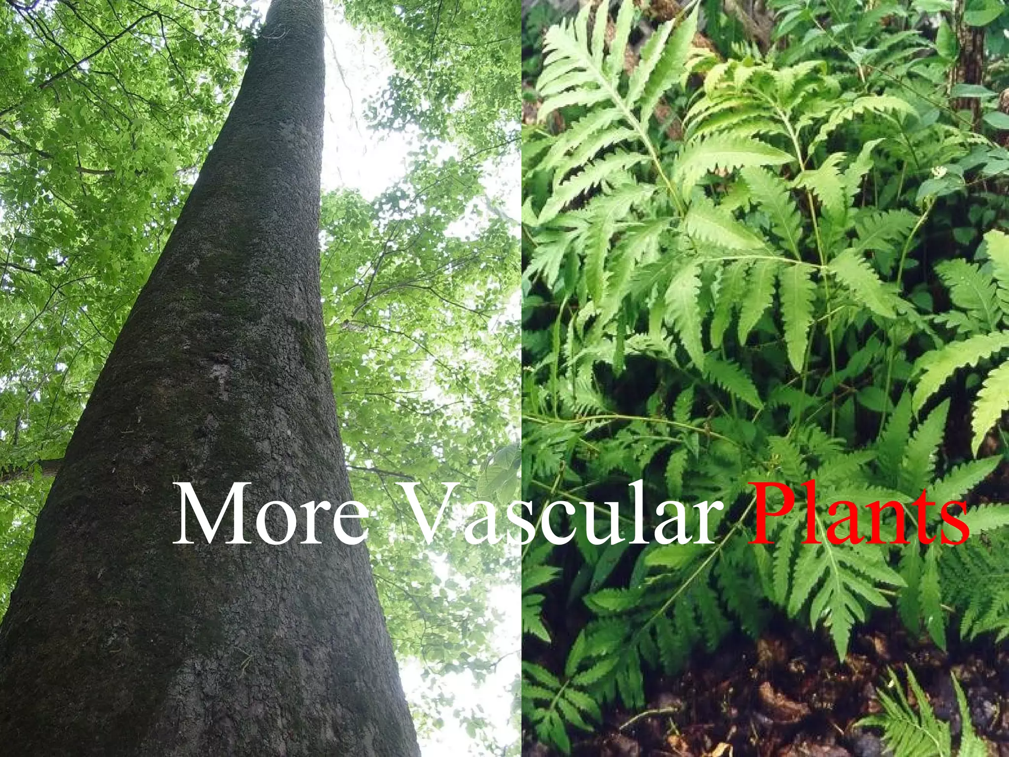 Vascular nonvascular plants | PPT