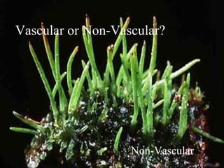 Vascular nonvascular plants | PPT