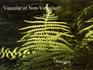 Vascular nonvascular plants | PPT