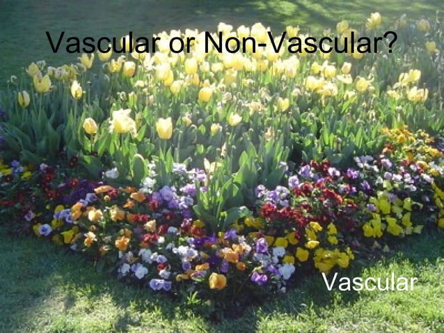 Vascular nonvascular plants | PPT | Gardening | Home & Garden