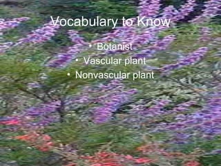 Vascular nonvascular plants | PPT