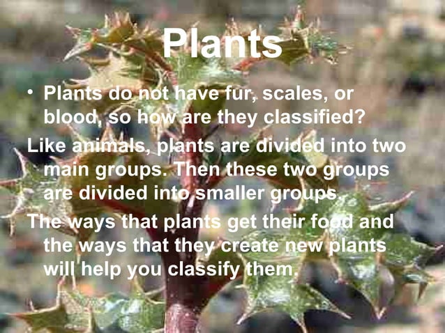 Vascular nonvascular plants | PPT | Gardening | Home & Garden
