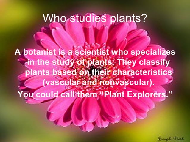 Vascular nonvascular plants | PPT | Gardening | Home & Garden