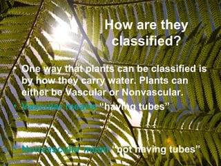 Vascular nonvascular plants | PPT