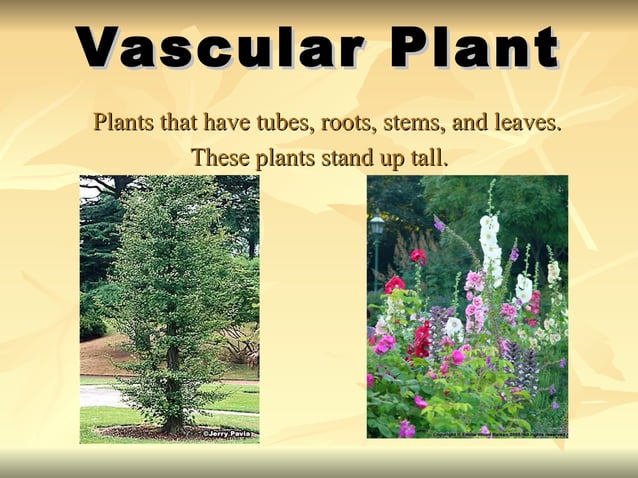 Vascular nonvascular plants | PPT | Gardening | Home & Garden