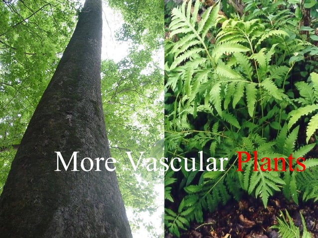 Vascular nonvascular plants | PPT | Gardening | Home & Garden