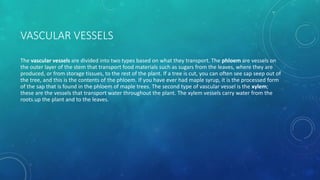 VASCULAR PLANTS :) | PPTX