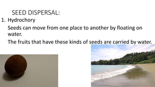 Vascular plants | PPTX