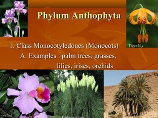 Vascular plants | PPT