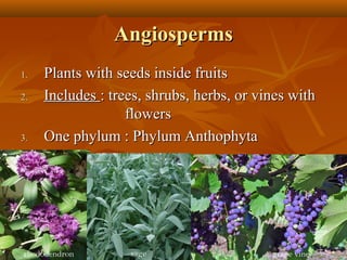 Vascular plants | PPT