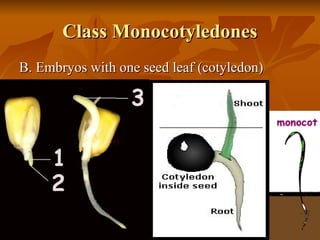 Vascular plants (1) | PPT