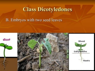 Vascular plants (1) | PPT