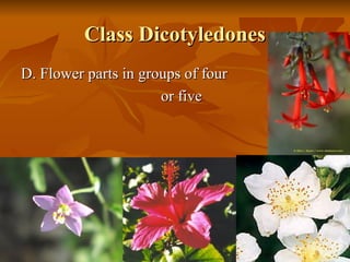 Vascular plants (1) | PPT