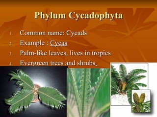 Vascular plants (1) | PPT