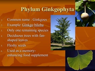 Phylum Ginkgophyta Examples