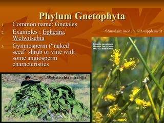 Vascular plants (1) | PPT
