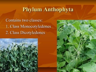 Vascular plants (1) | PPT