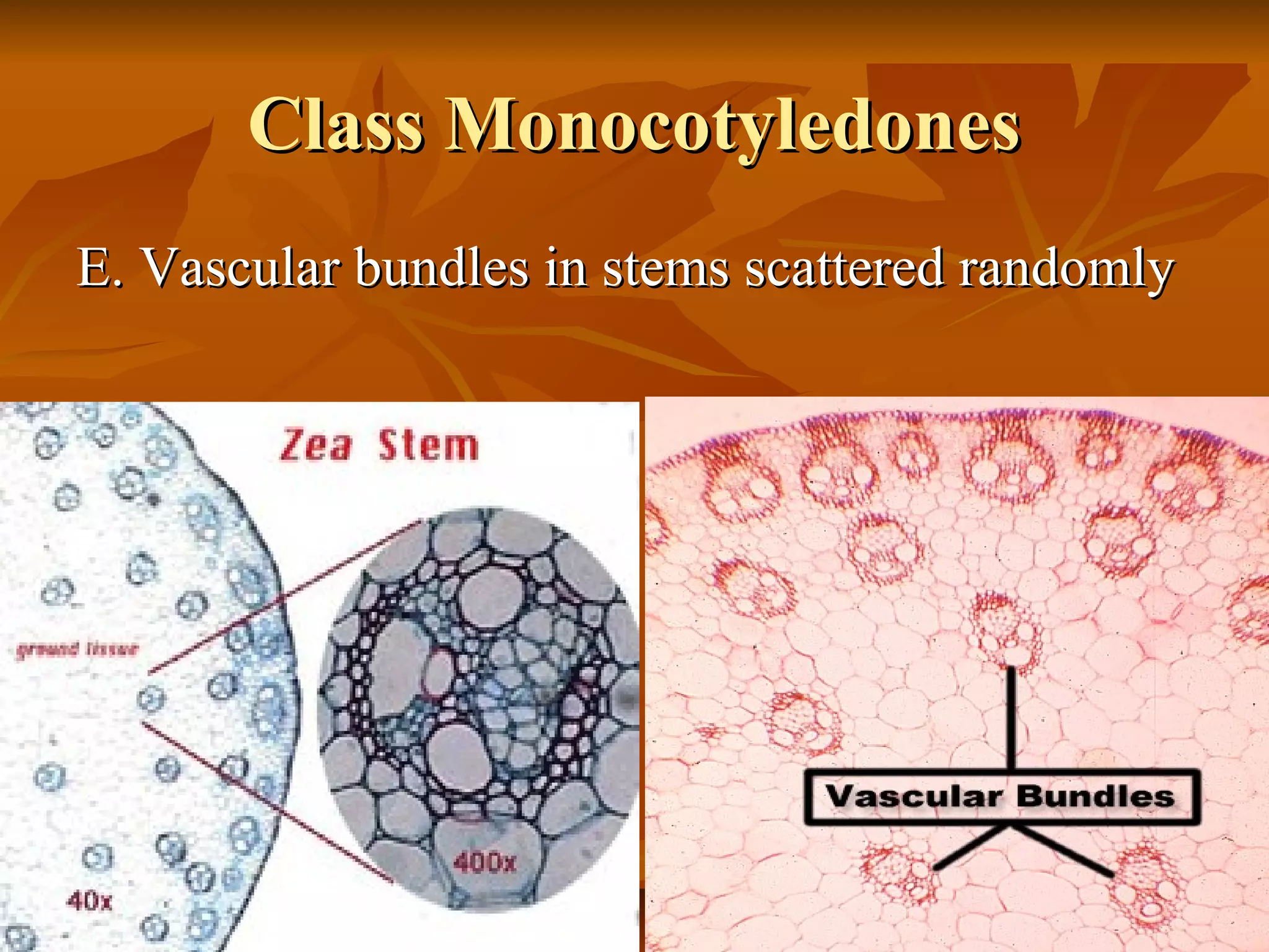 Vascular plants (2) | PPT
