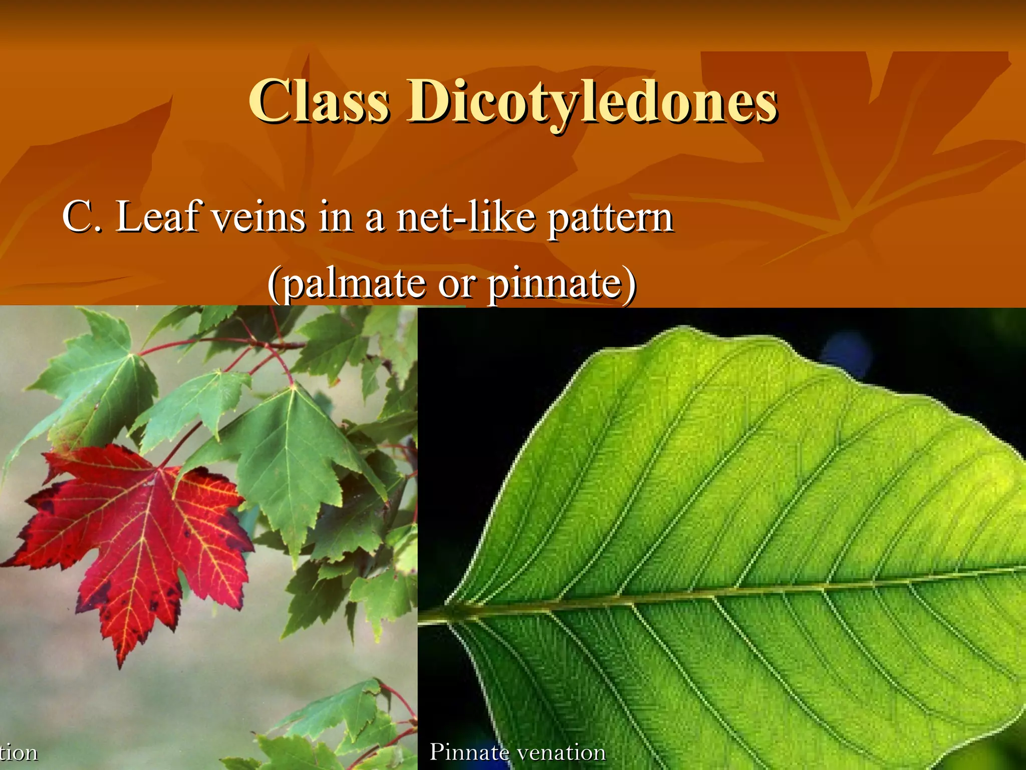 Vascular plants (2) | PPT | Gardening | Home & Garden