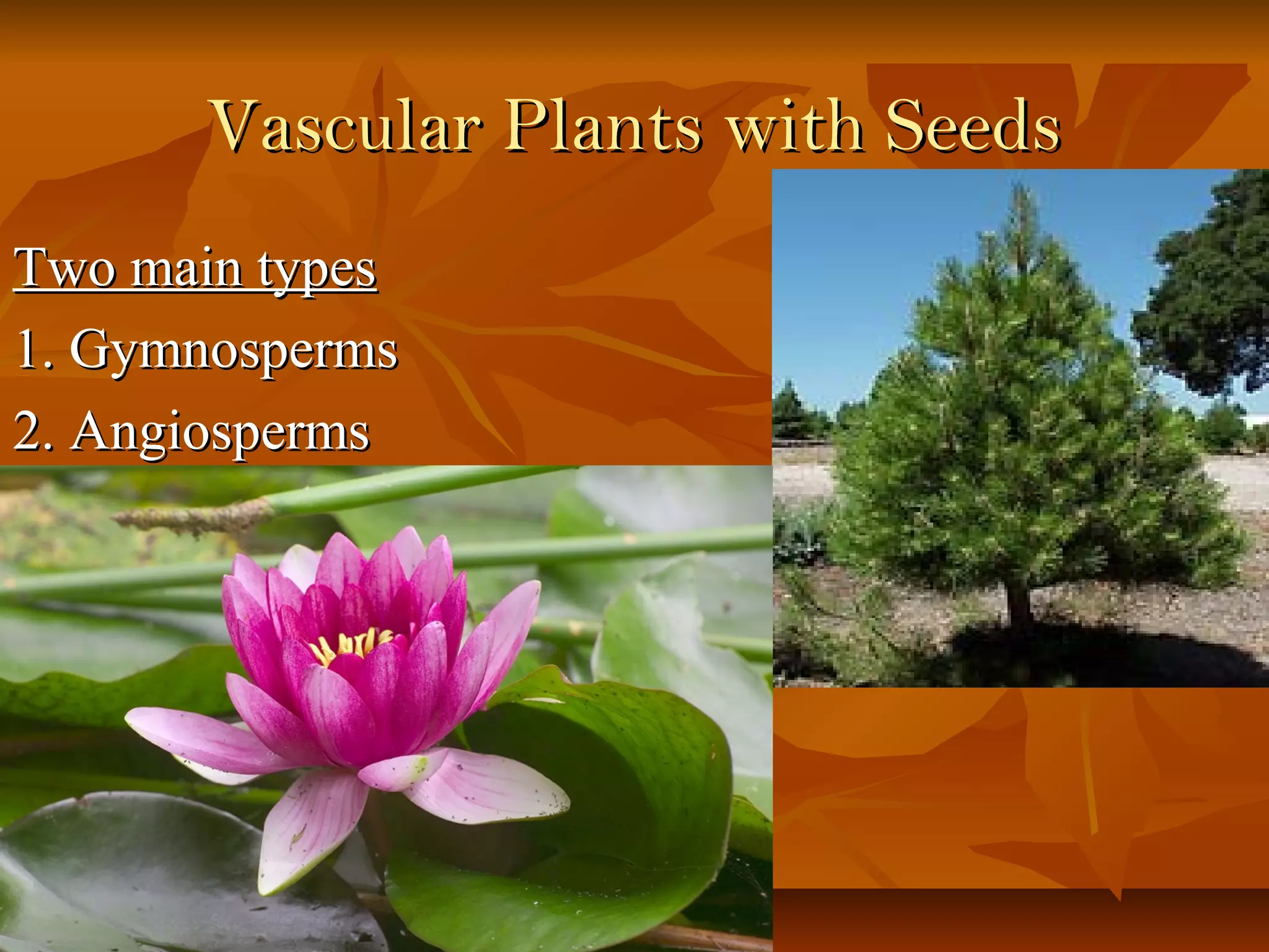 Vascular plants (2) | PPT