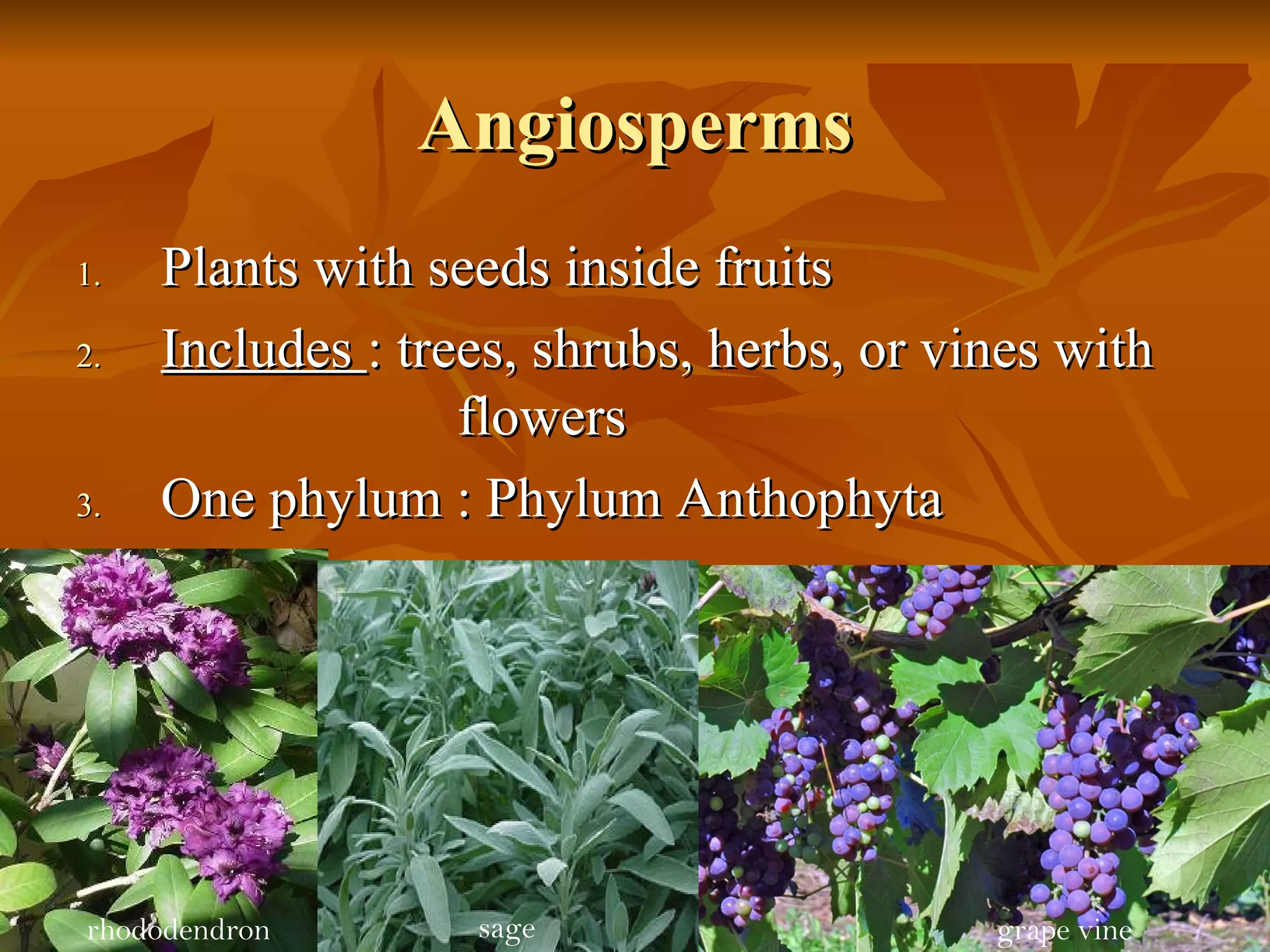 Vascular plants (2) | PPT