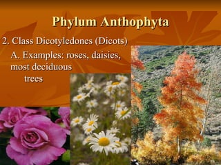 Vascular plants (2) | PPT | Gardening | Home & Garden