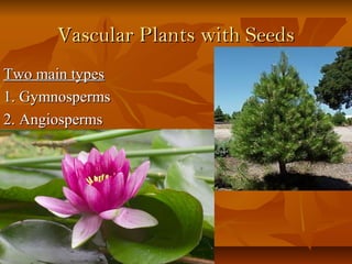 Vascular plants (2) | PPT