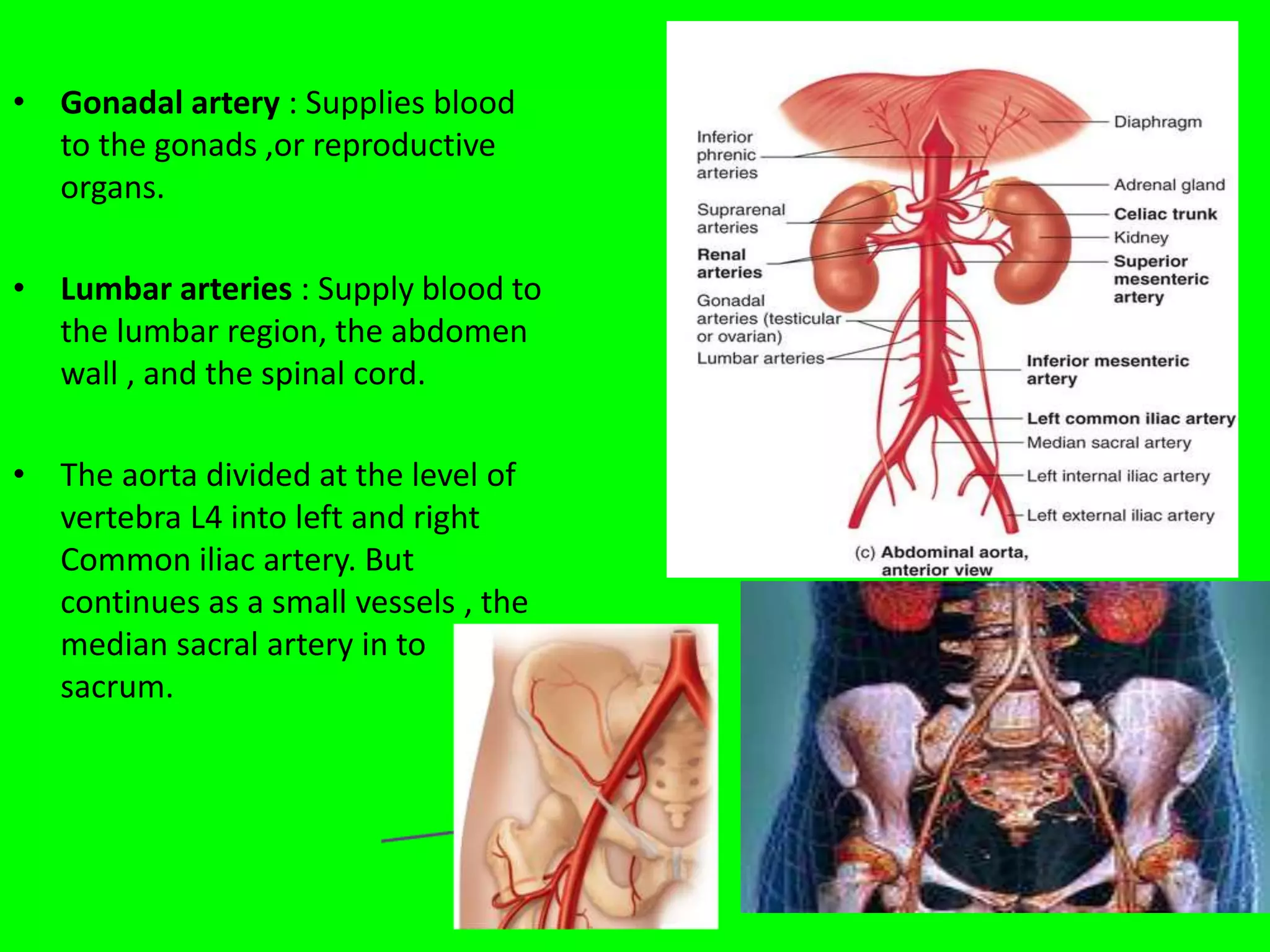 Vascular structure thorax and abdomen. Almas khan Khorfakkhan hospital ...