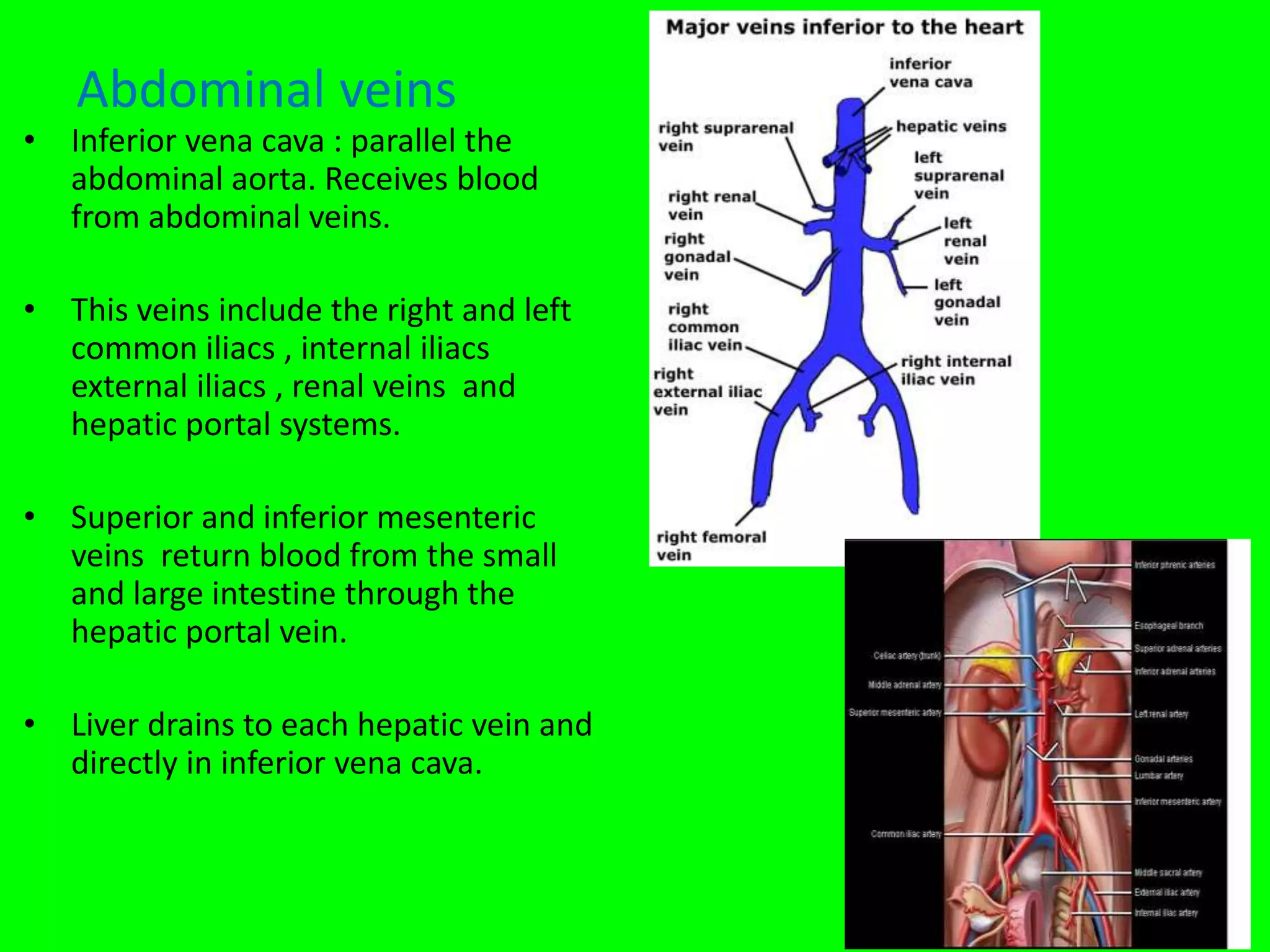 Vascular structure thorax and abdomen. Almas khan Khorfakkhan hospital ...