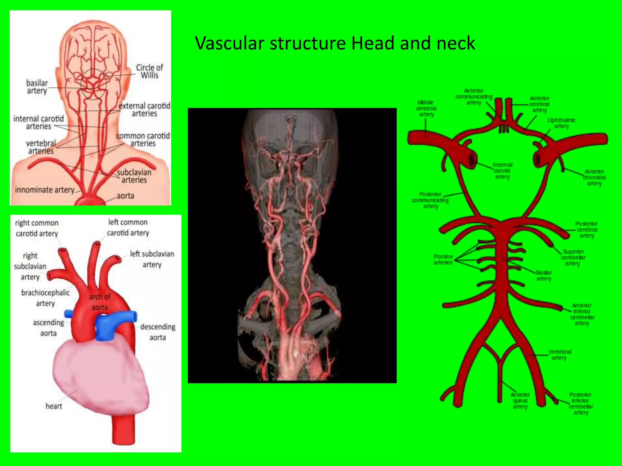 Vascular structure thorax and abdomen. Almas khan Khorfakkhan hospital ...