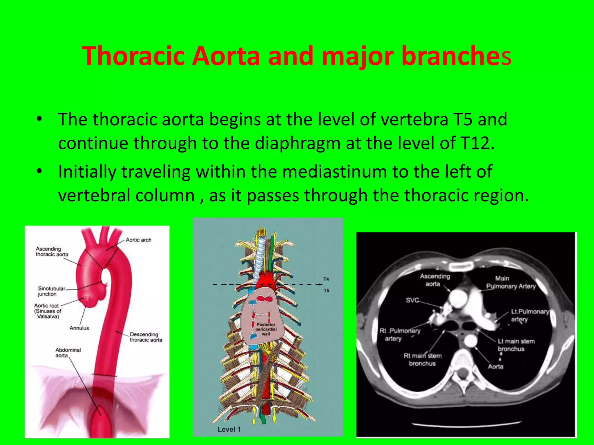 Vascular structure thorax and abdomen. Almas khan Khorfakkhan hospital ...
