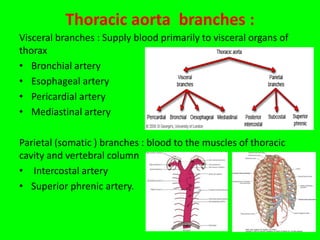 Thoracic Aorta Parietal Branches