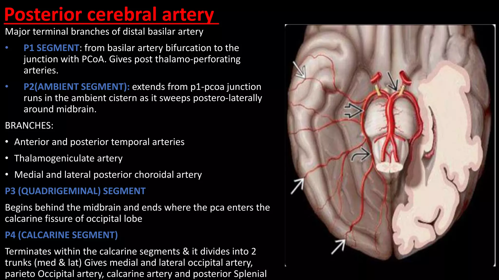 vascular supply of brain | PPTX